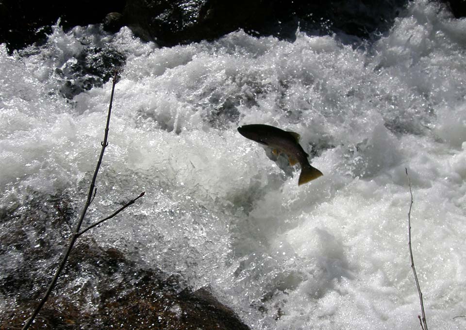 Blue Fox Camp, Elliot Lake, Northern Ontario, Canada