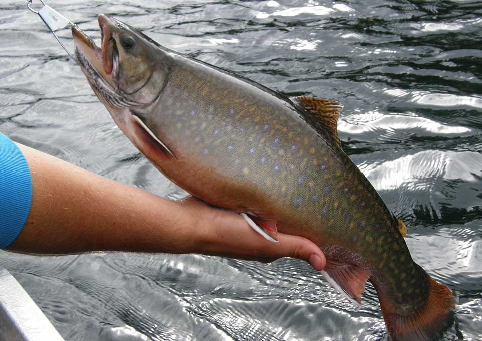 Blue Fox Camp, Elliot Lake, Northern Ontario, Canada